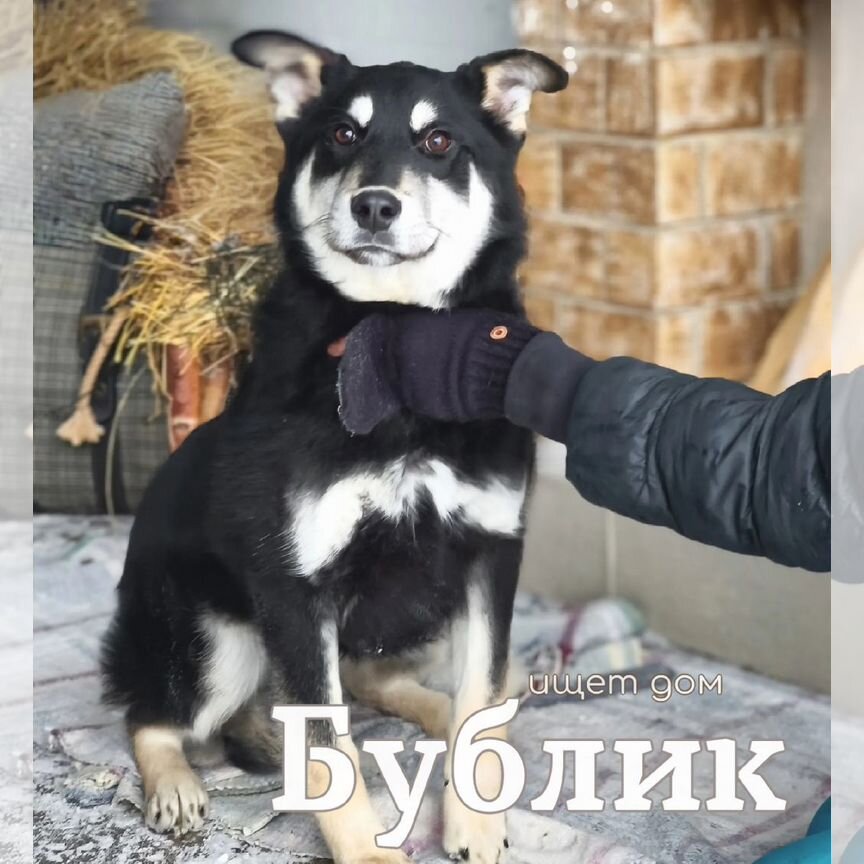 Взрослый пёс в добрые руки