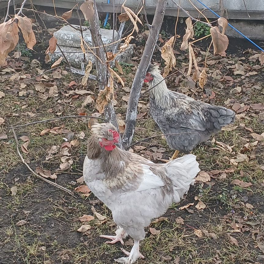 Продам молодых петухов(6 месяцев). Порода русская