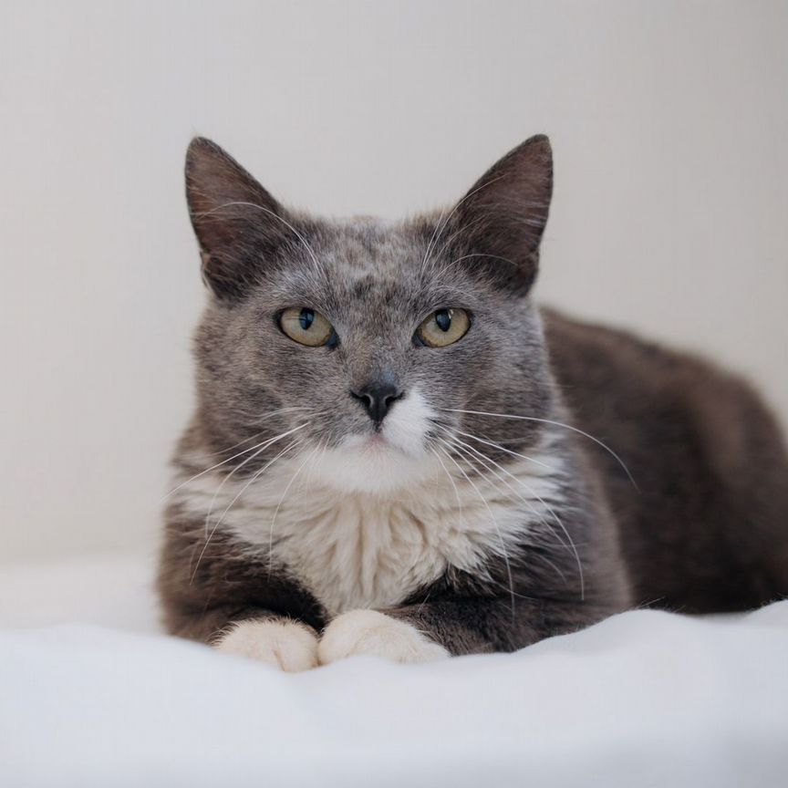 Кошечка Милли