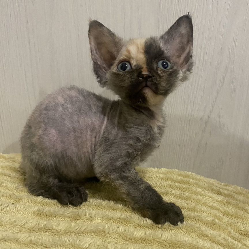 Девочка девон-рекс