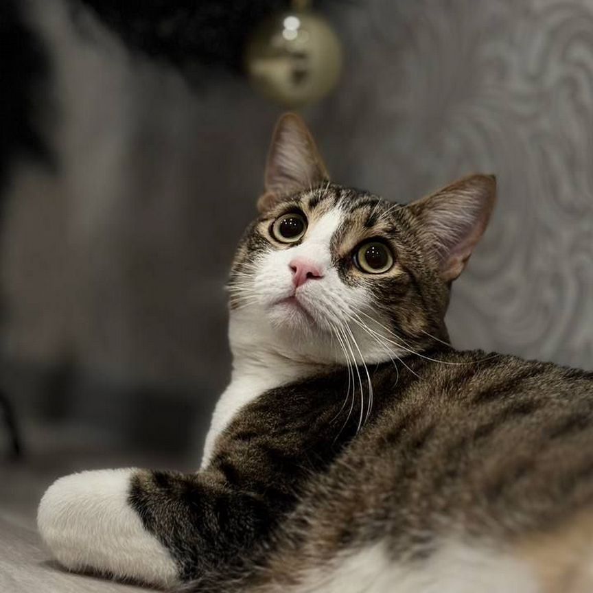 Котик Кузя ищет дом