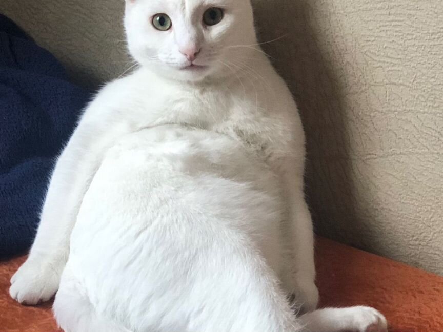 Кот в добрые руки