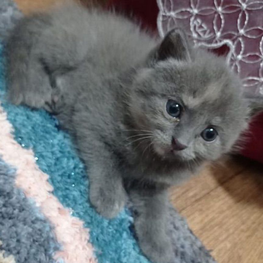 Кошка