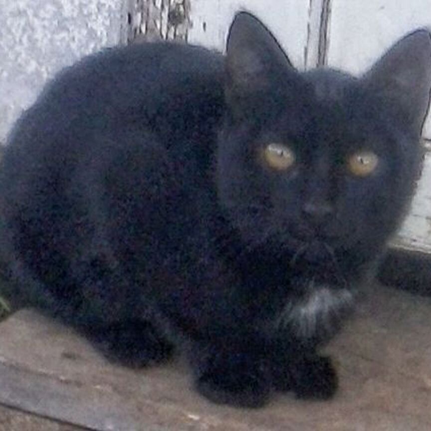 Котик мышелов, 3 месячный