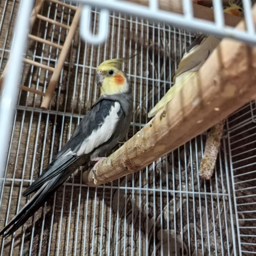 Попугай корелла с клеткой