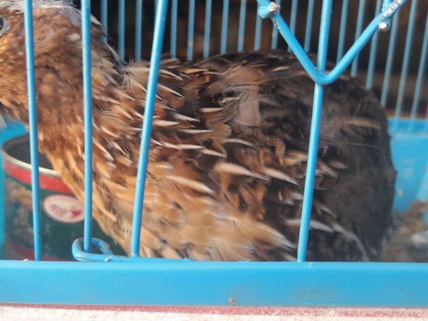 Отдам петуха перепелов 4 месяца хороший