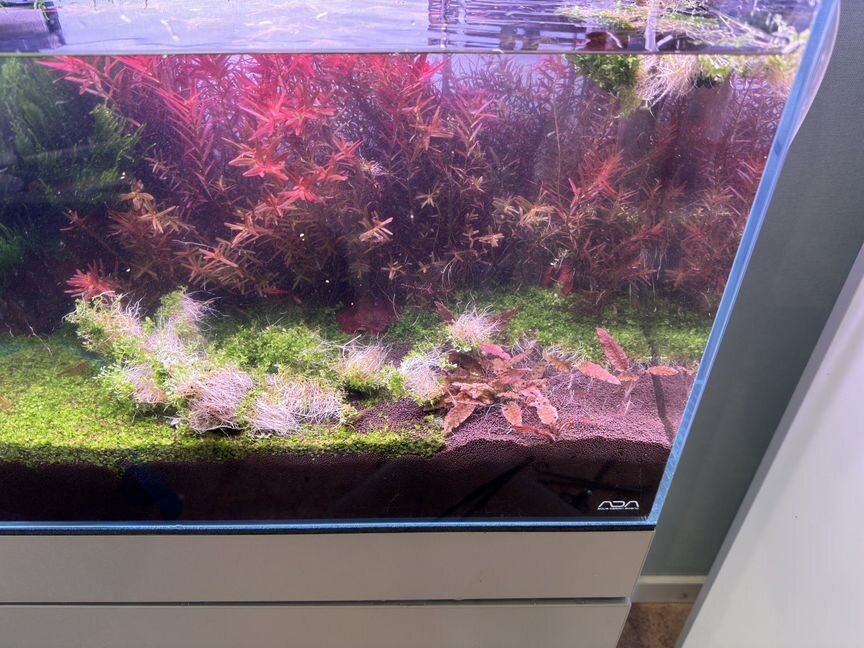 Хемиантус куба