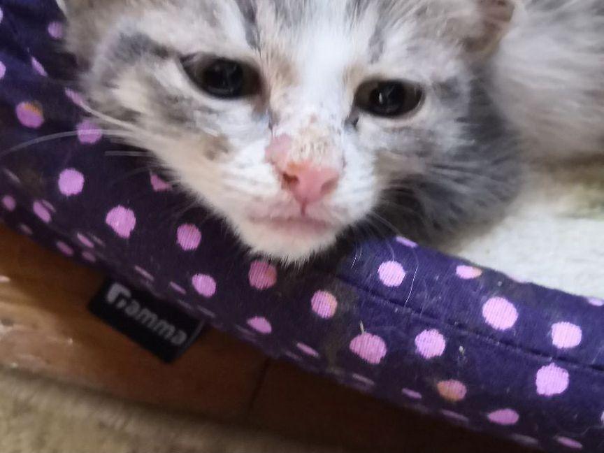 Кошка в дар бесплатно