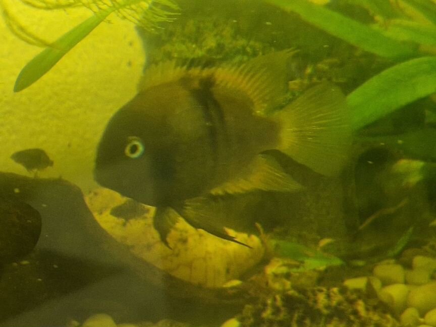 Мальки цихлазомы Сэджика