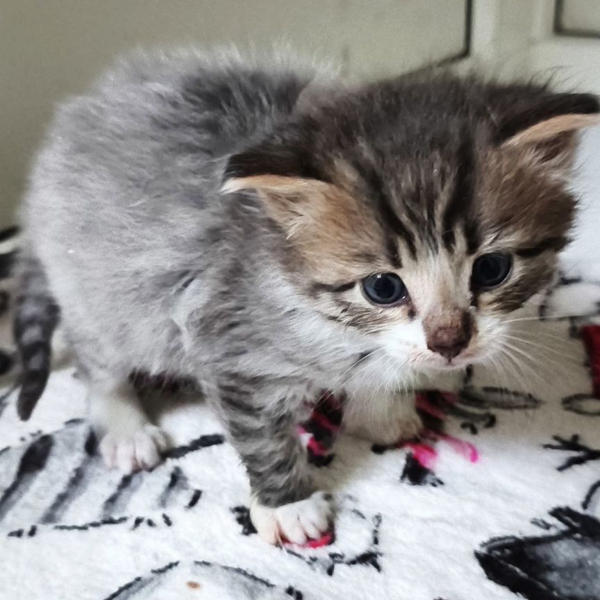 Котёнок в добрые руки