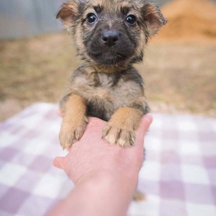 Бесплатно щенок