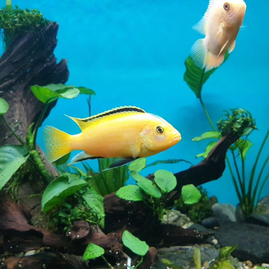 Рыба Лябидохромис Еллоу