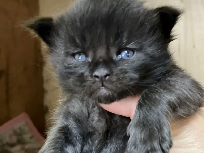 Мейн-Куны из питомника "kuntawr"