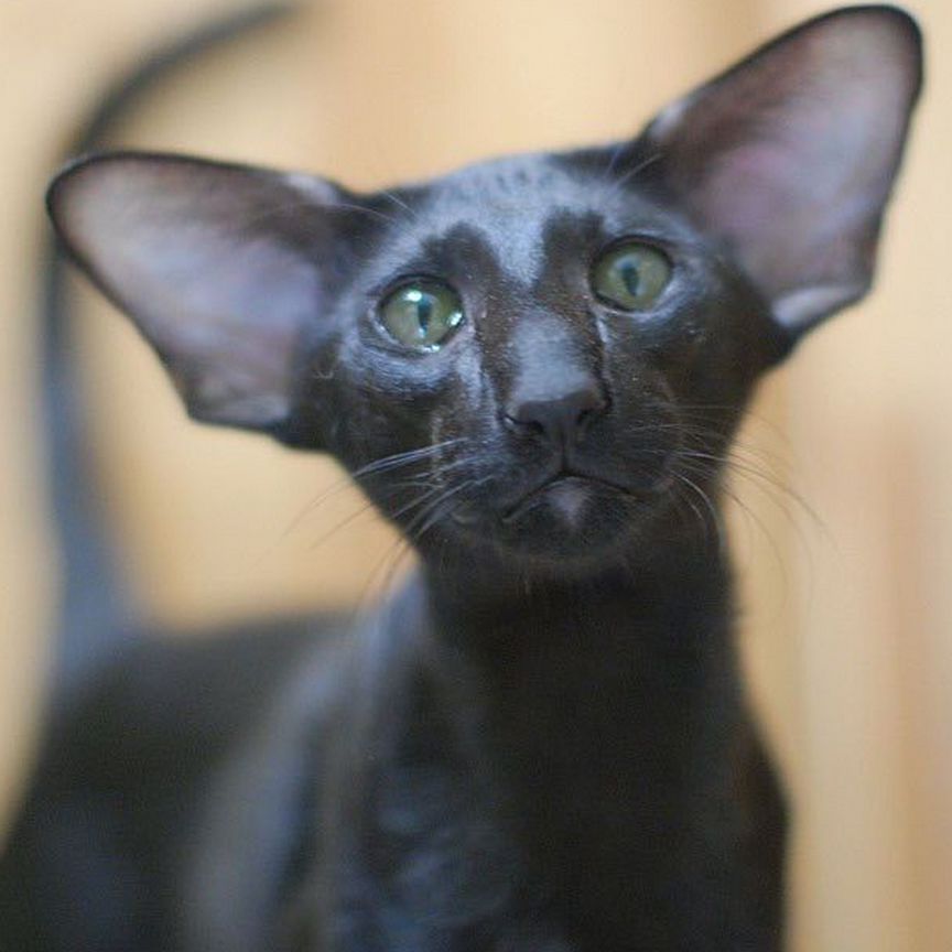 Ориентальный котенок