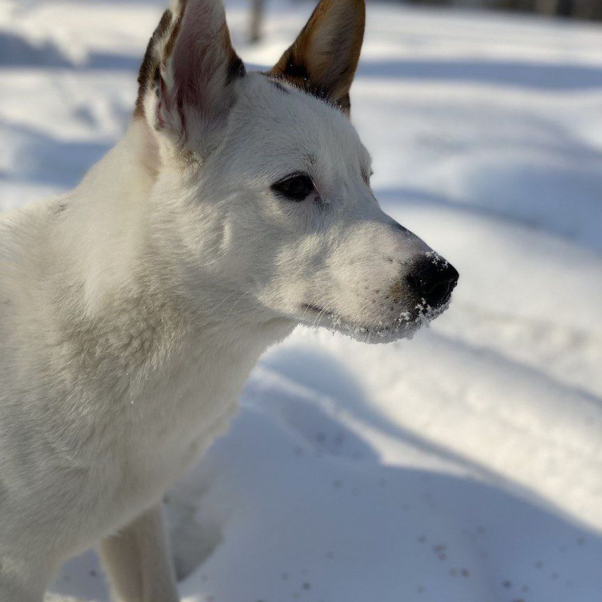 Кобель в добрые руки
