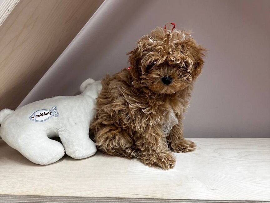 Мальтипу micro Premium