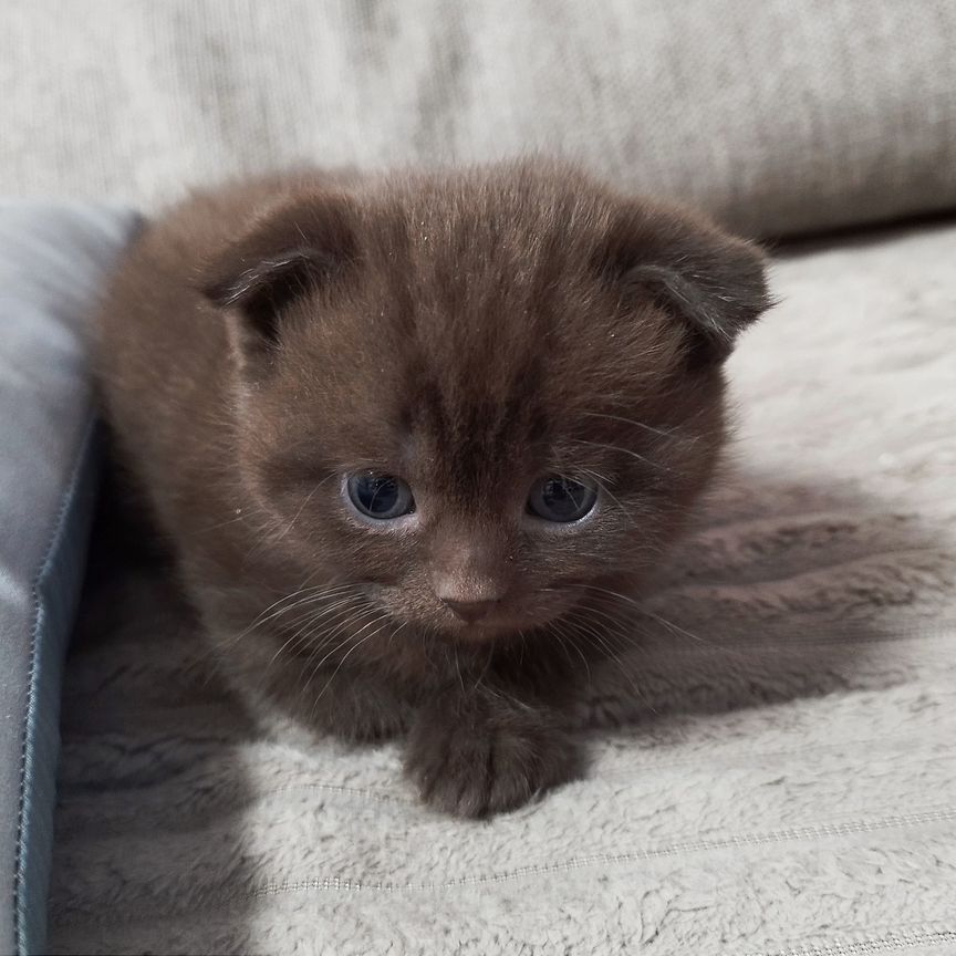 Шотландский вислоухий котенок