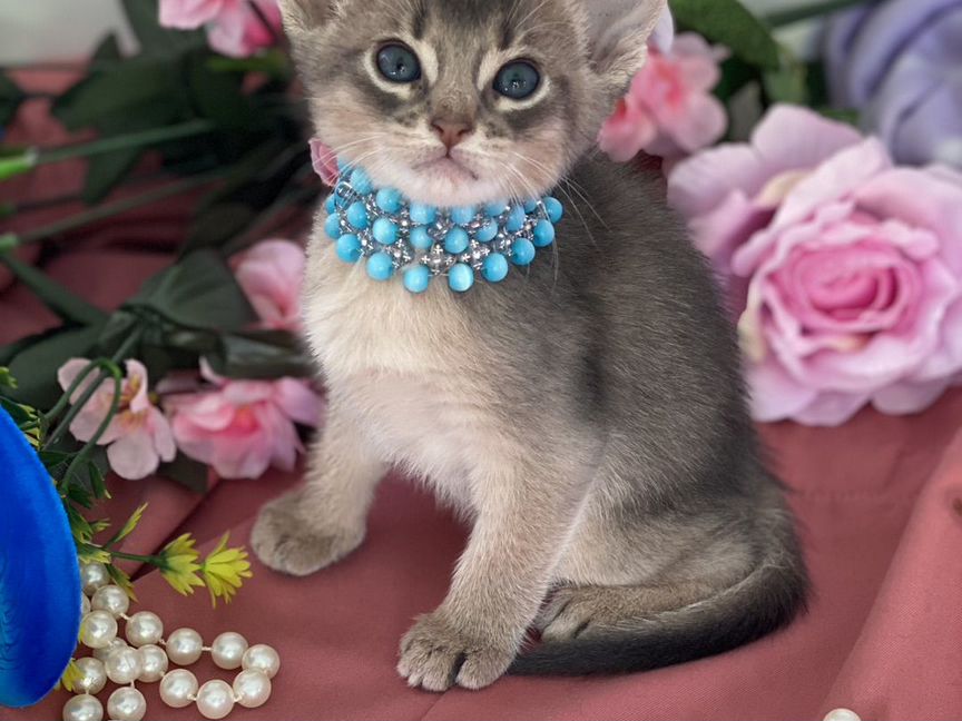 Абиссинские котята к октябрю