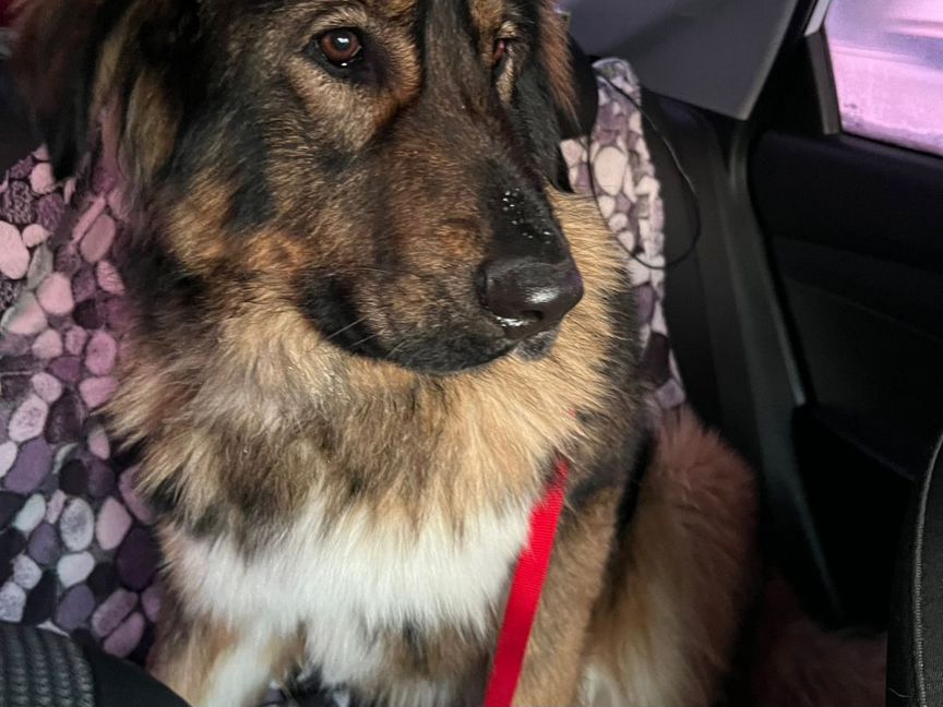 Собака в добрые руки