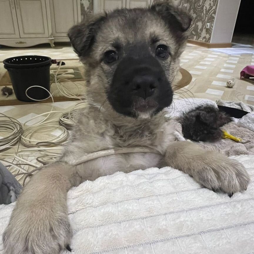 Плюшевый Балу ждет родителей