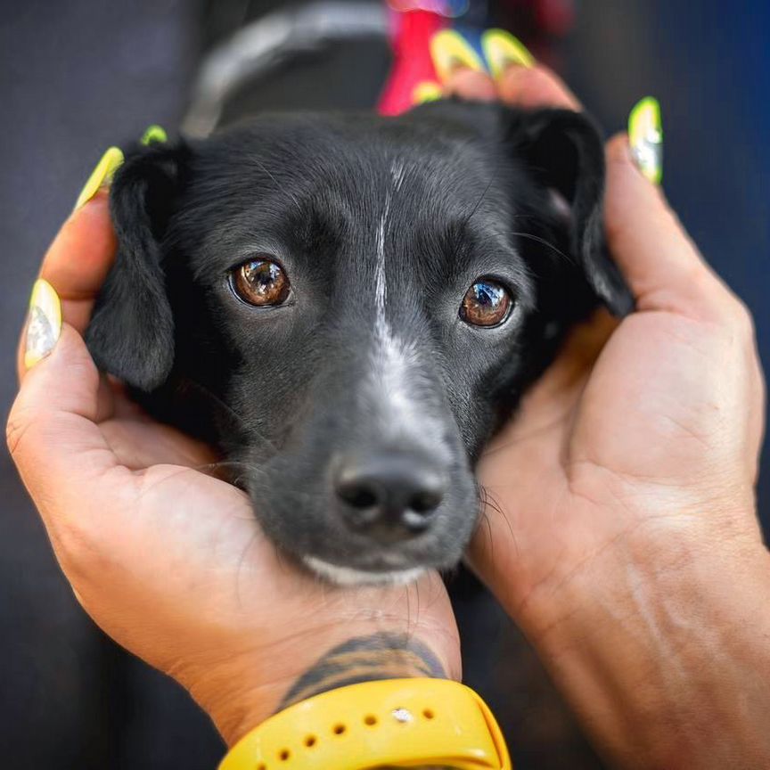 Собака в добрые руки