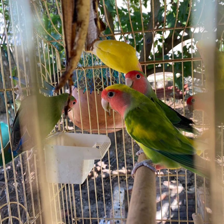 Попугай неразлучник розовощекий 10 шт