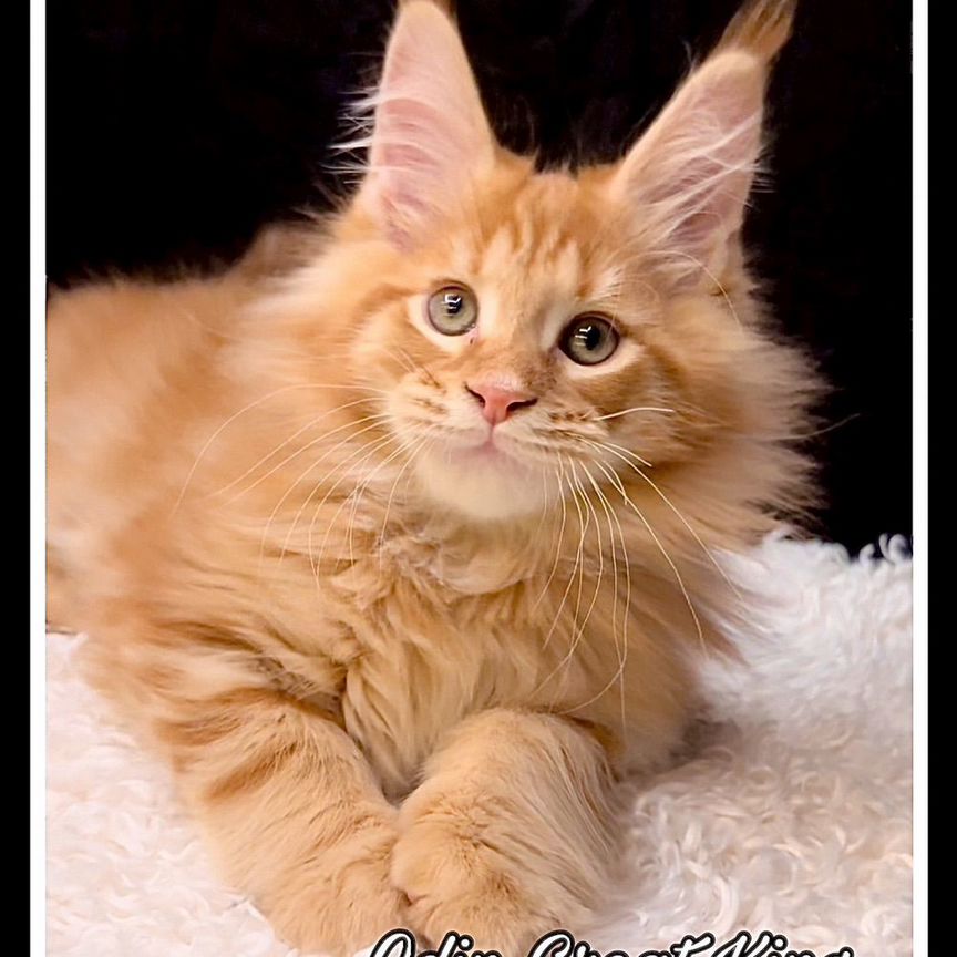 Один великий царь