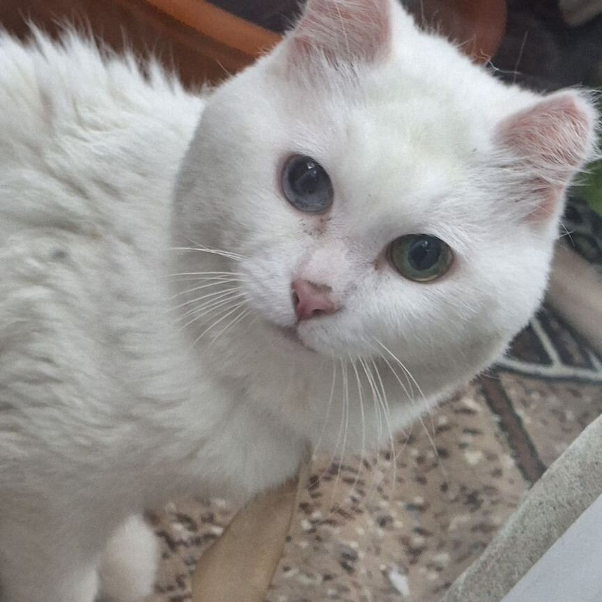 Отдам бесплатно белого кота