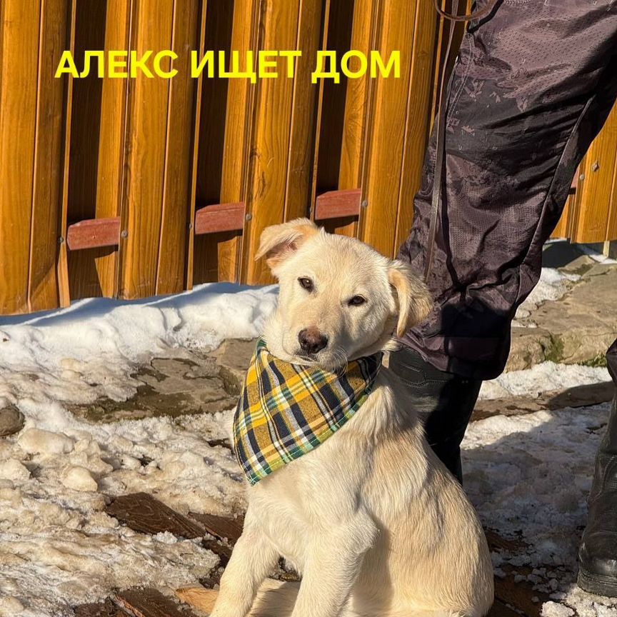 Щенок Очаровательный блондин ищет дом
