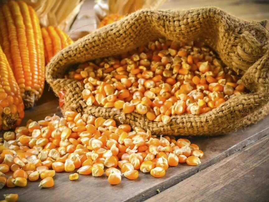 Кукуруза зерно