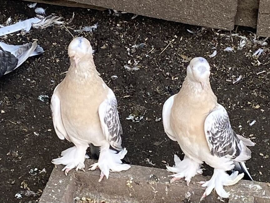 Турецкая такла голуби