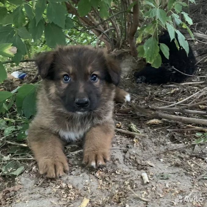 Щенки. Подбросили