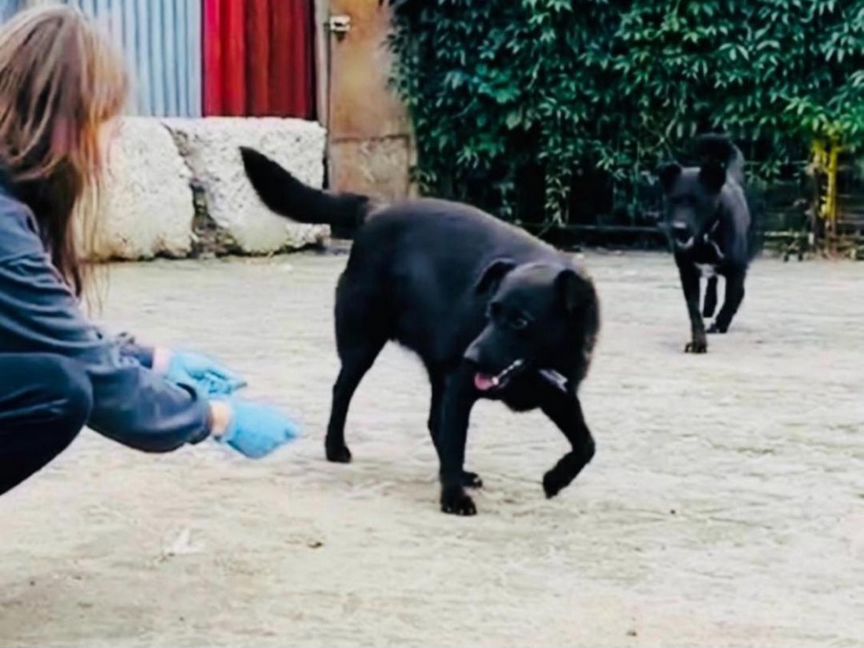 Собаки нуждаются в вашей помощи и любви