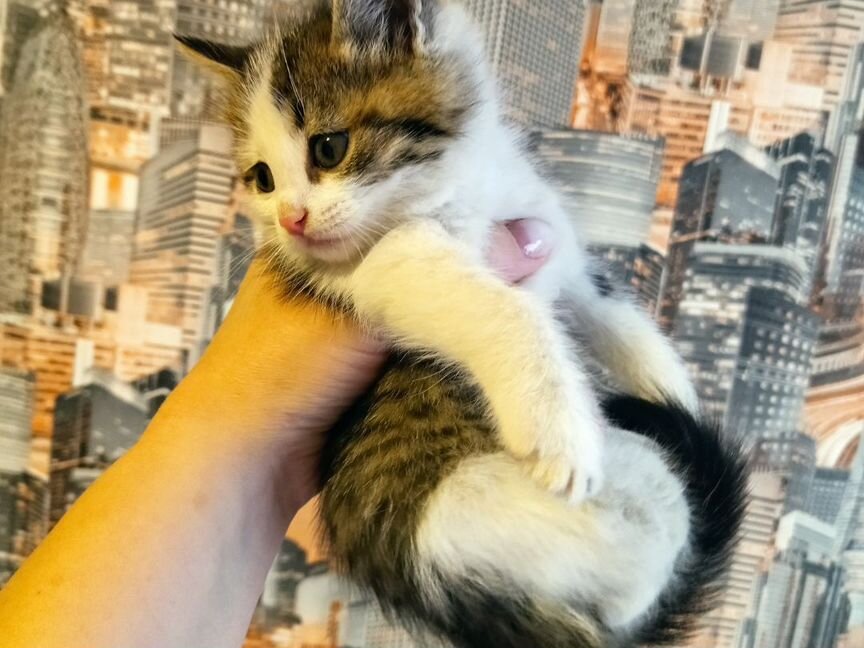 Котенок 1 мес, мальчик