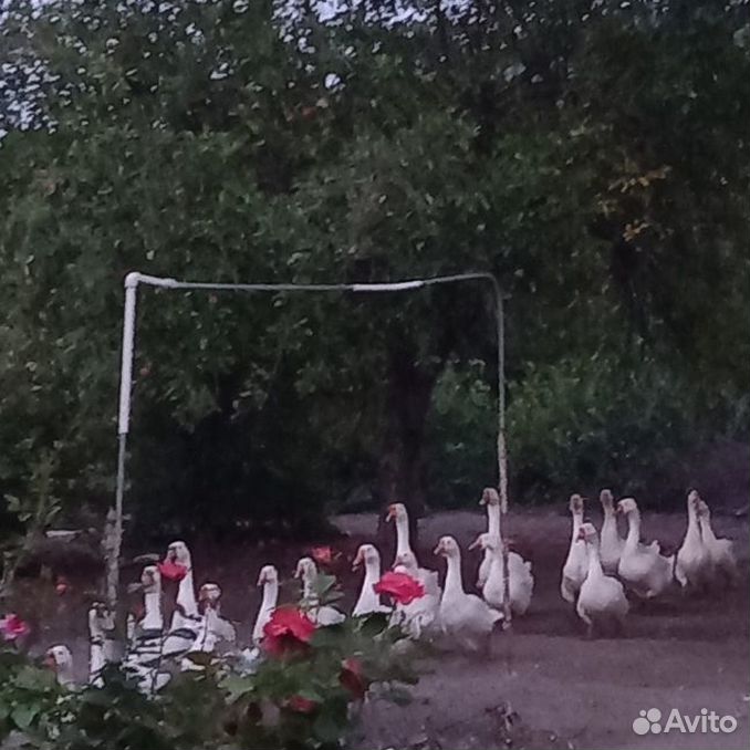 Гуси Линда разведение