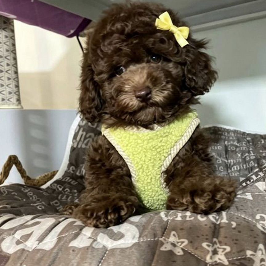 Той-пудель, щенок