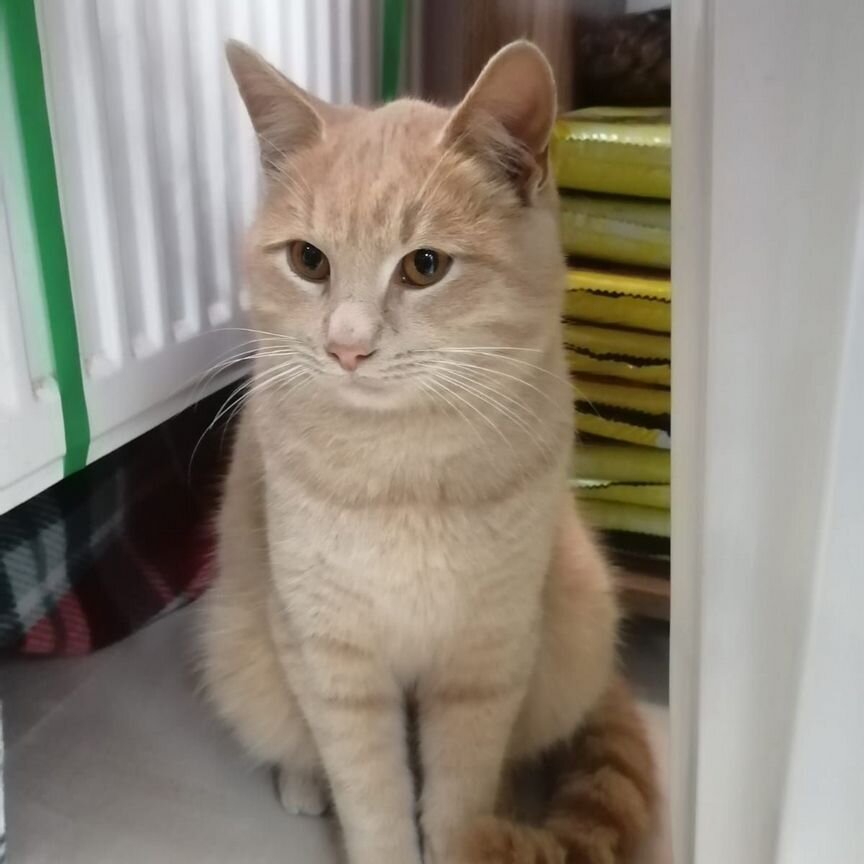 Кот Чубайс ищет дом