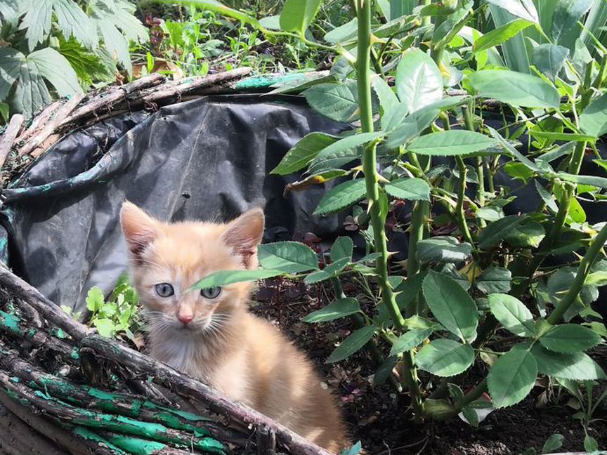 Кошка в дар