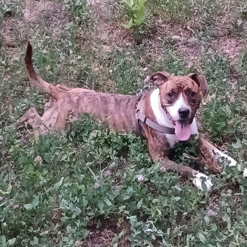 Отдам в добрые руки стаффорда