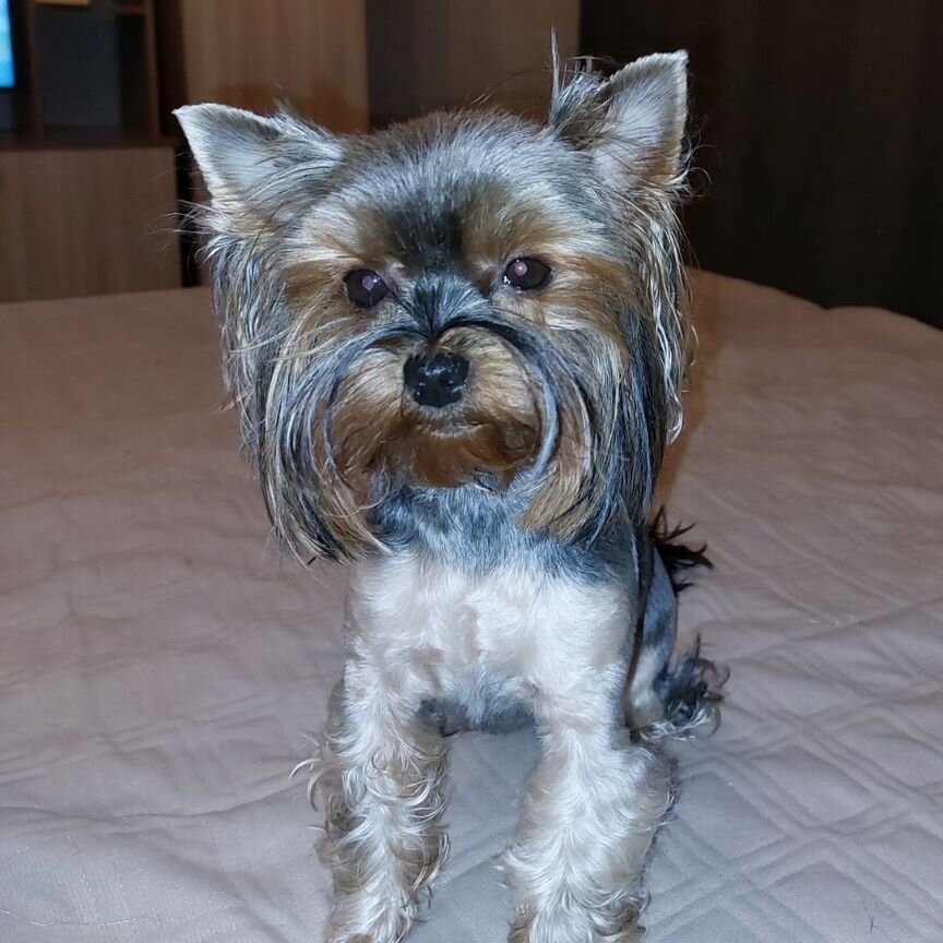 Йоркширский терьер мини щенки