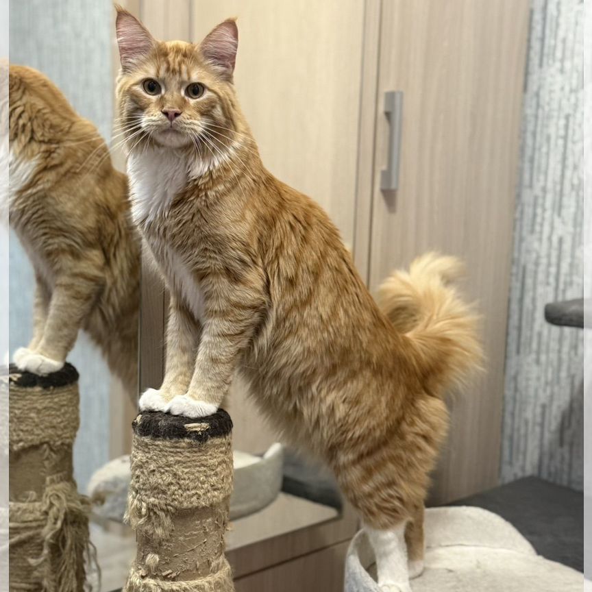 Мейн-кун котёнок