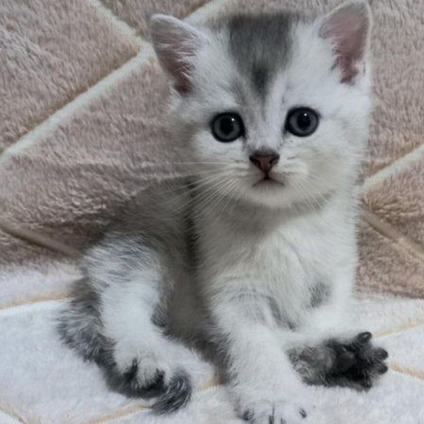 Британский короткошёрстный котёнок