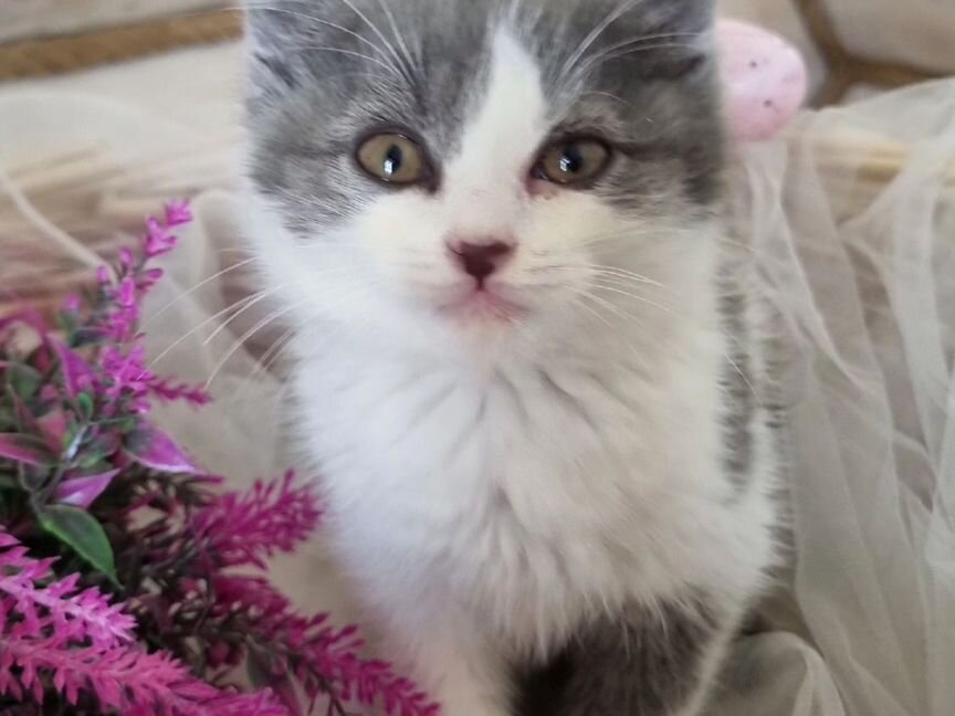 Маленький котенок от британской кошки