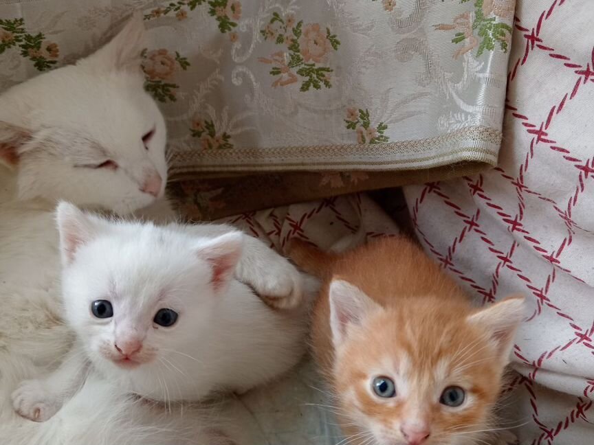 Новорожденные котята