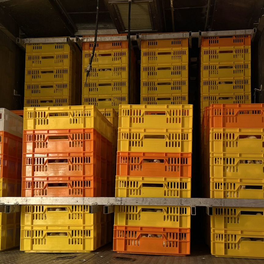 Ящик для суточных цыплят