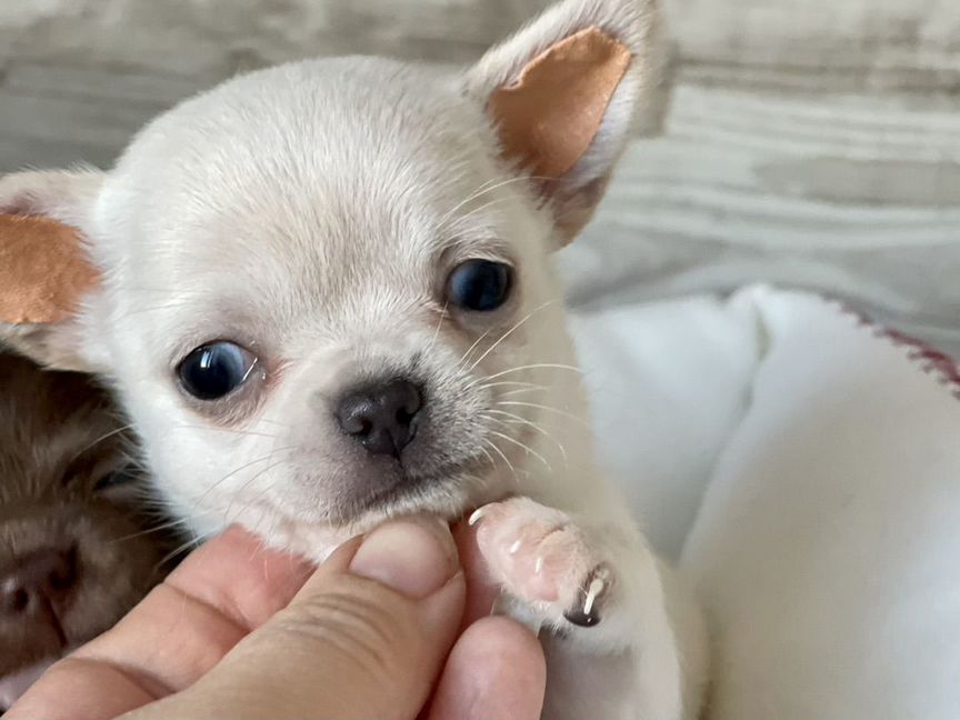 Чихуахуа г/ш девочка