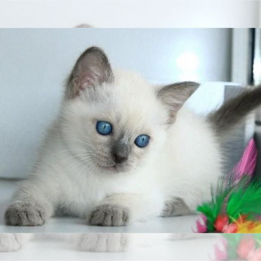 Тайские котята сиамские
