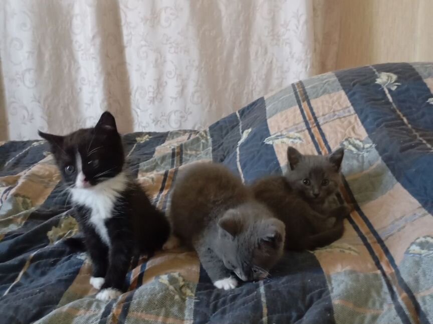 Чёрный кот и серенькая кошка, отдам