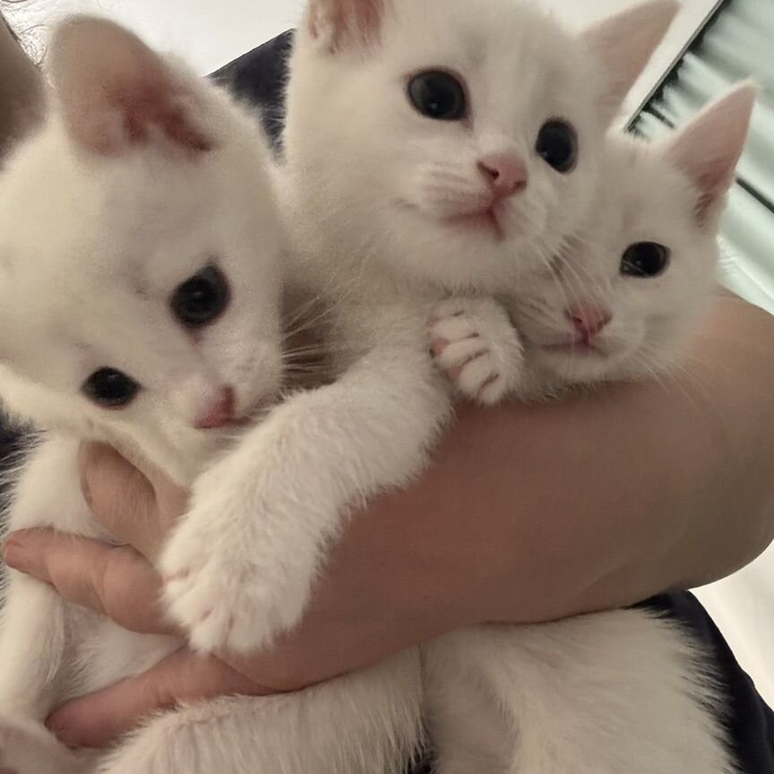 Белые котята 1 месяц, 9 дней