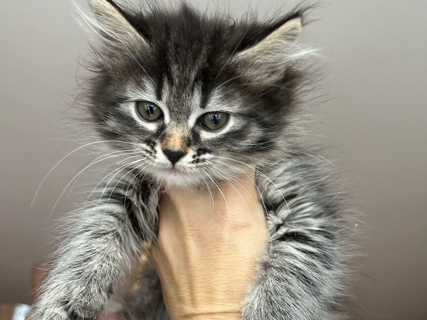 Сибирских кровей две москвички ищут мам пап